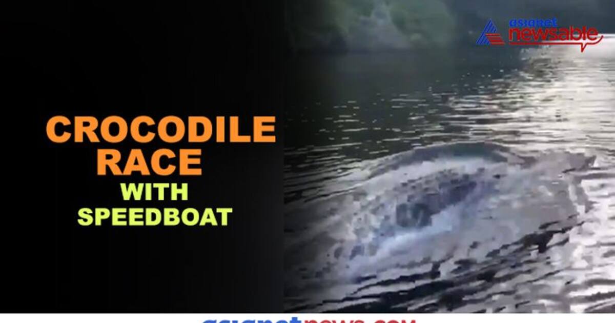 Watch: Crocodile races with speedboat; find out who wins