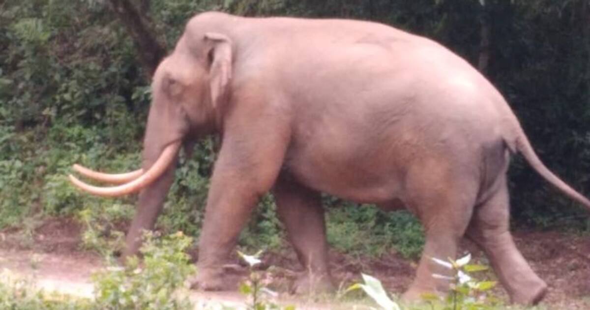 'സന്ദര്‍ശനം' പൂര്‍ത്തിയാക്കി പടയപ്പ കാട് കയറി | wild elephant padayappa ...