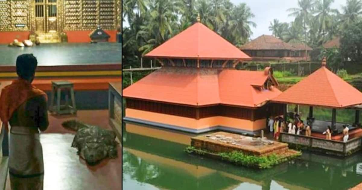 Giant crocodile enters Kerala temple, photos go viral