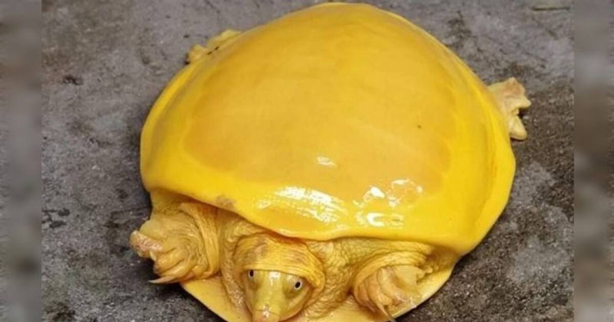 Yellow turtle rescued from pond in Bengal