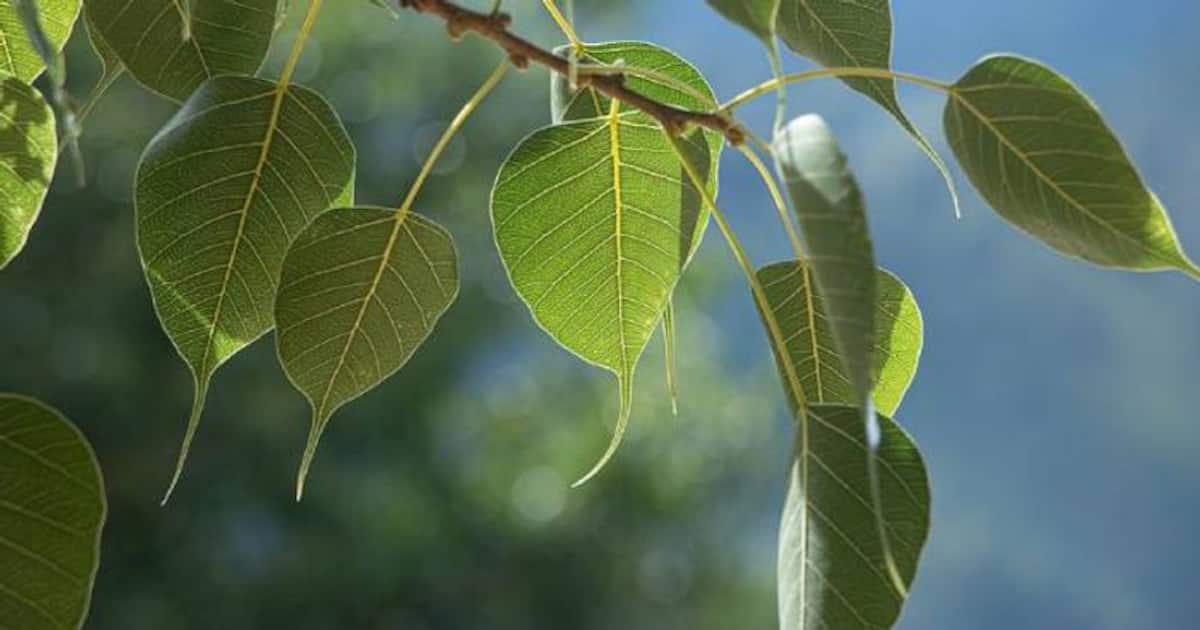 വഴിയോരത്തു നടാവുന്ന മരങ്ങൾ | roadside tree planting best trees