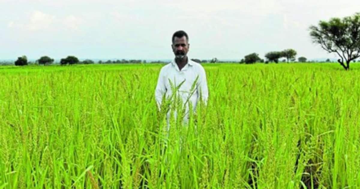 How organic farming has helped a Karnataka farmer reap a rich harvest