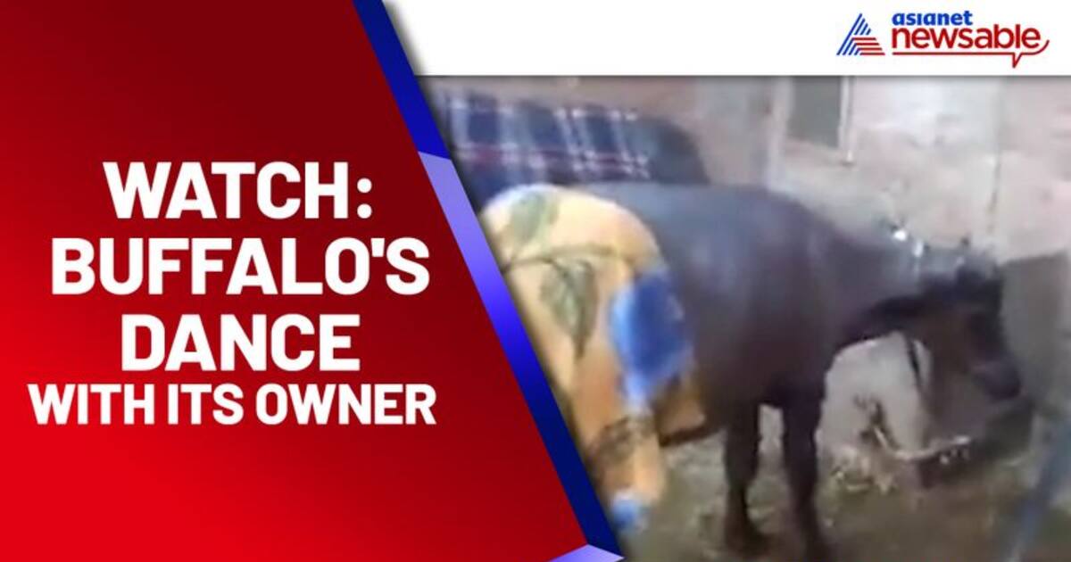Here's how a buffalo dances with its owner: Watch the video