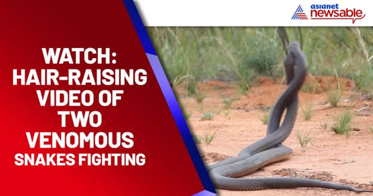 A deadly fight between two poisonous snakes for the right to mate with ...
