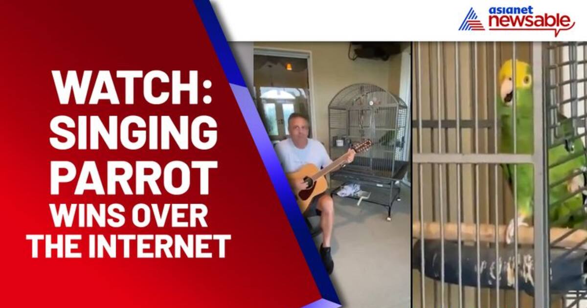 Here's how an adorable parrot singing to the tune of a man's guitar ...