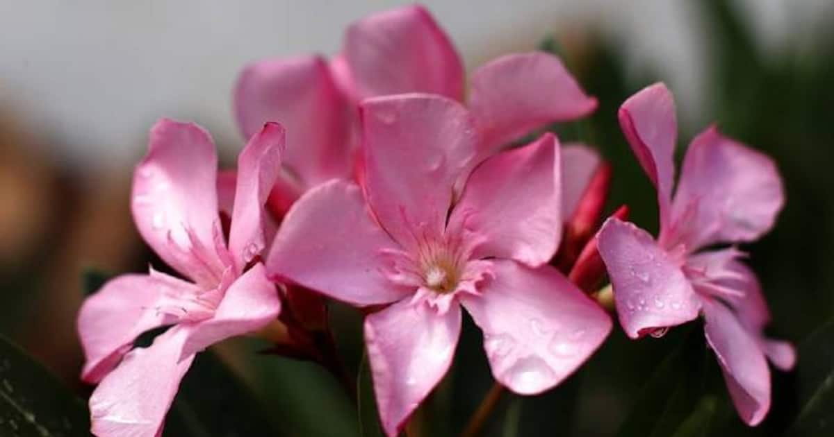 arali flower poisoning : அரளி பூ சாப்பிட்டால் உயிர் கூட போகுதே.. அது ...