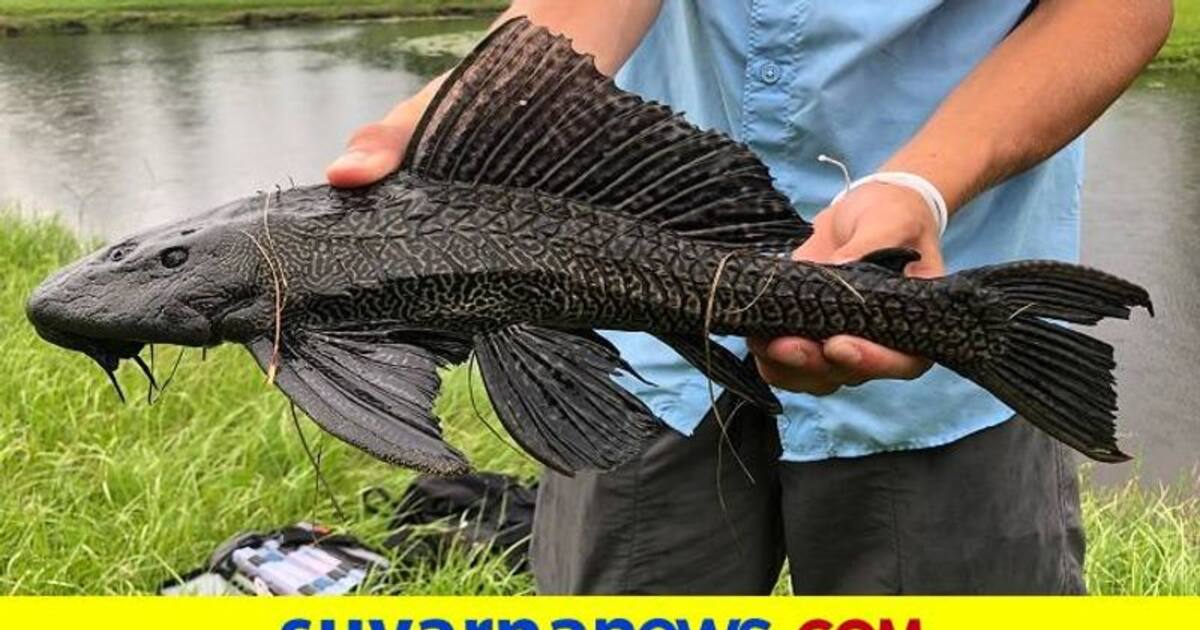 ಬಿಬಿಎಂಪಿಗೆ ತಲೆನೋವಾದ ಮೀನು..! | Pleco Fish Found in Lake in Bengaluru grg