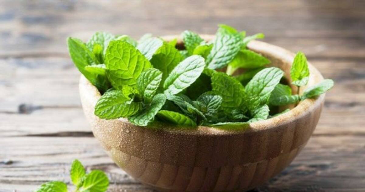 mint: புதினா இலையை சும்மா நினைக்காதீங்க.. கொஞ்சம் வாயில் போட்டு மென்று ...