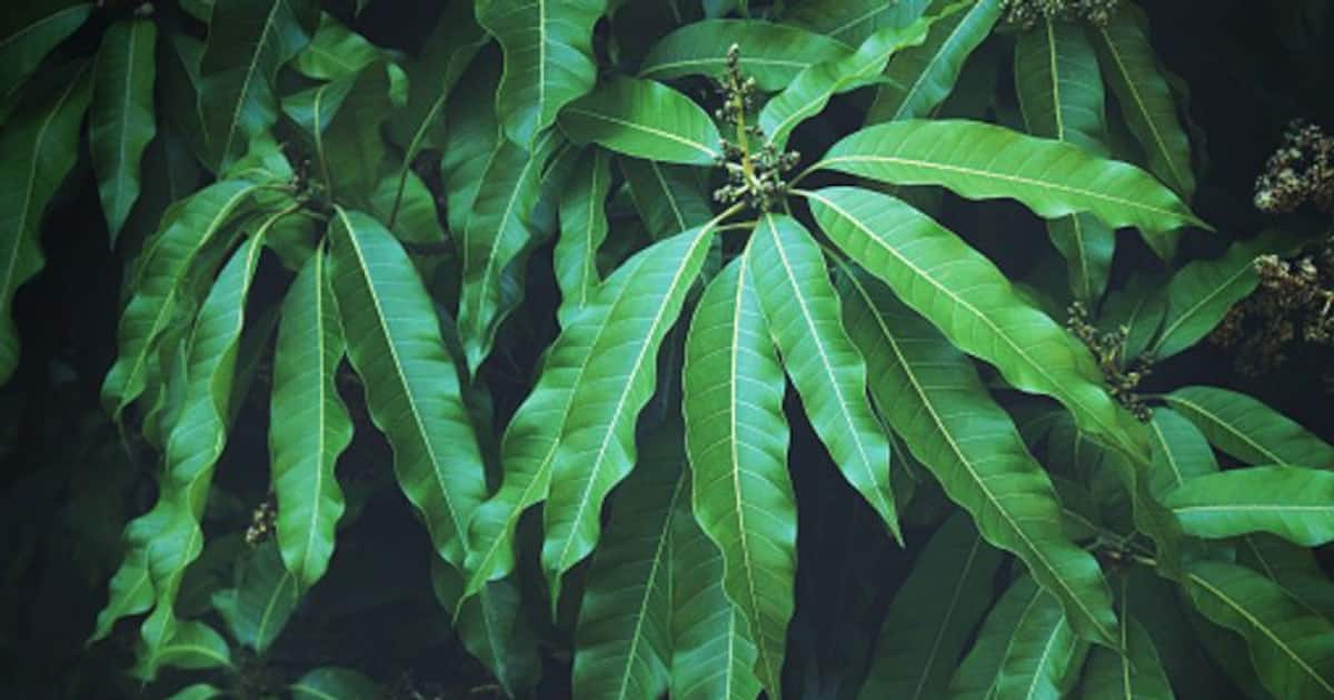 Don’t throw away those mango leaves: Benefits of mango leaves you ...