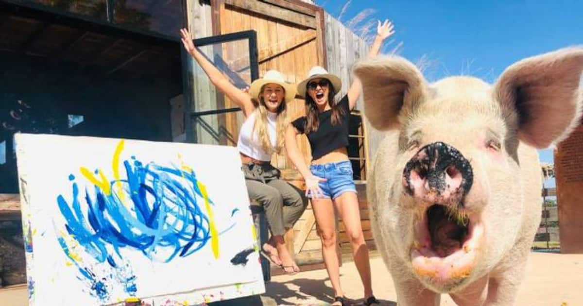 Meet Pigcasso, the painter pig who just sold its latest artwork for £20,000