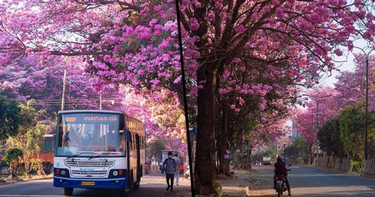 Bangalore turns pink: Citizens share pics of Tabibuea Rosea flowers ...