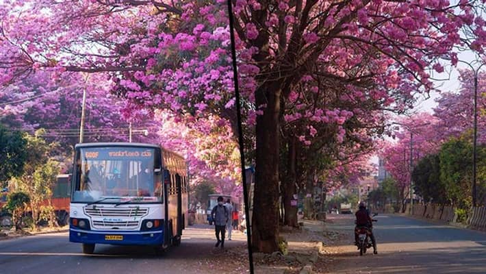 Bangalore turns pink: Citizens share pics of Tabibuea Rosea flowers ...