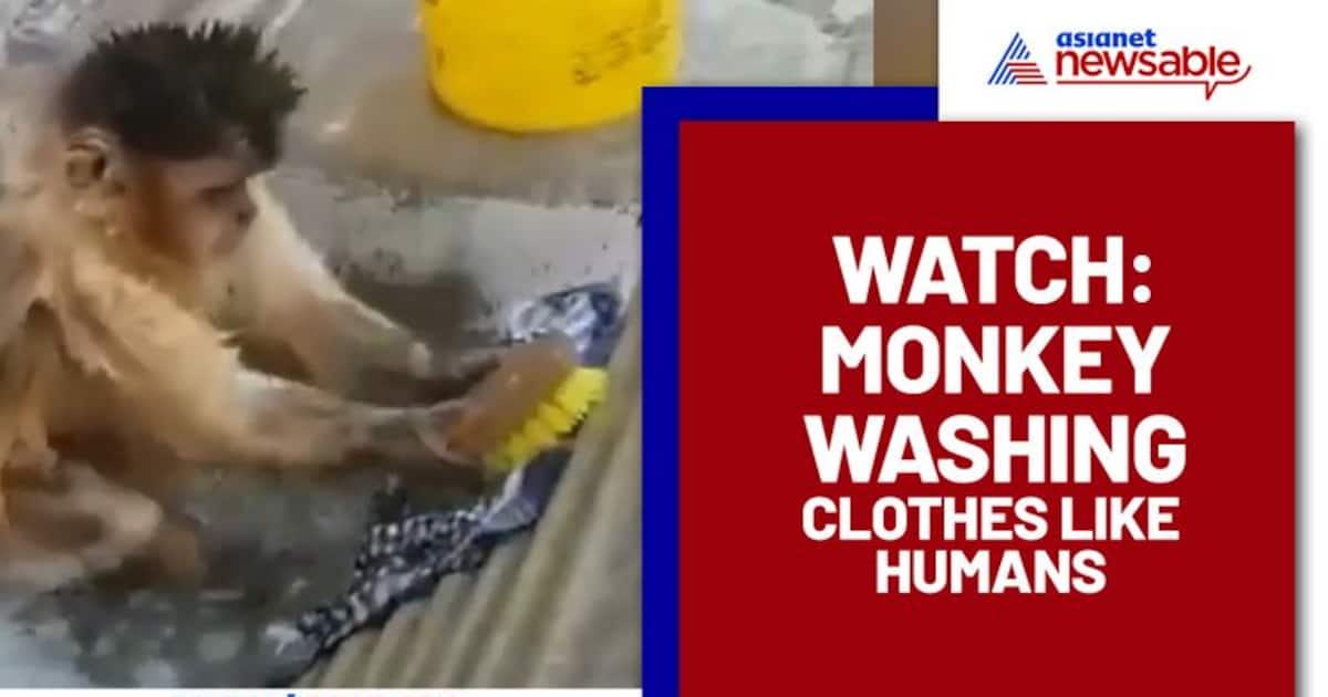 Monkey ‘washing’ clothes like humans? Watch hilarious video