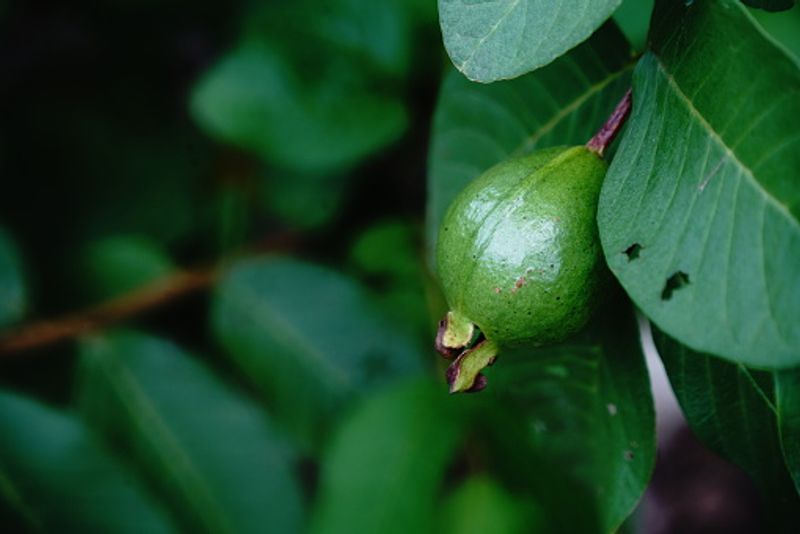 Hair Growth: Amazing benefits of guava leaves can do wonders to your ...