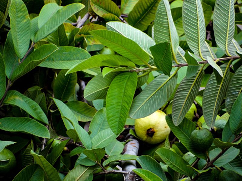 Hair Growth: Amazing benefits of guava leaves can do wonders to your ...