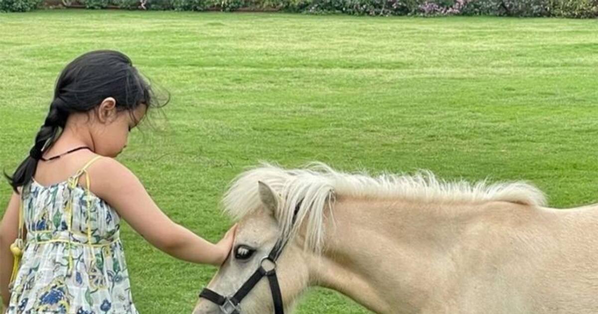 Watch MS Dhoni's pony having a playful time with his dogs