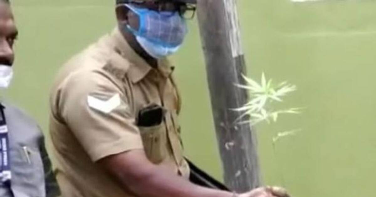 ప్రపంచ పర్యావరణ దినోత్సవం: గంజాయి మొక్క నాటాడు.. యువకుడి కోసం పోలీసుల ...