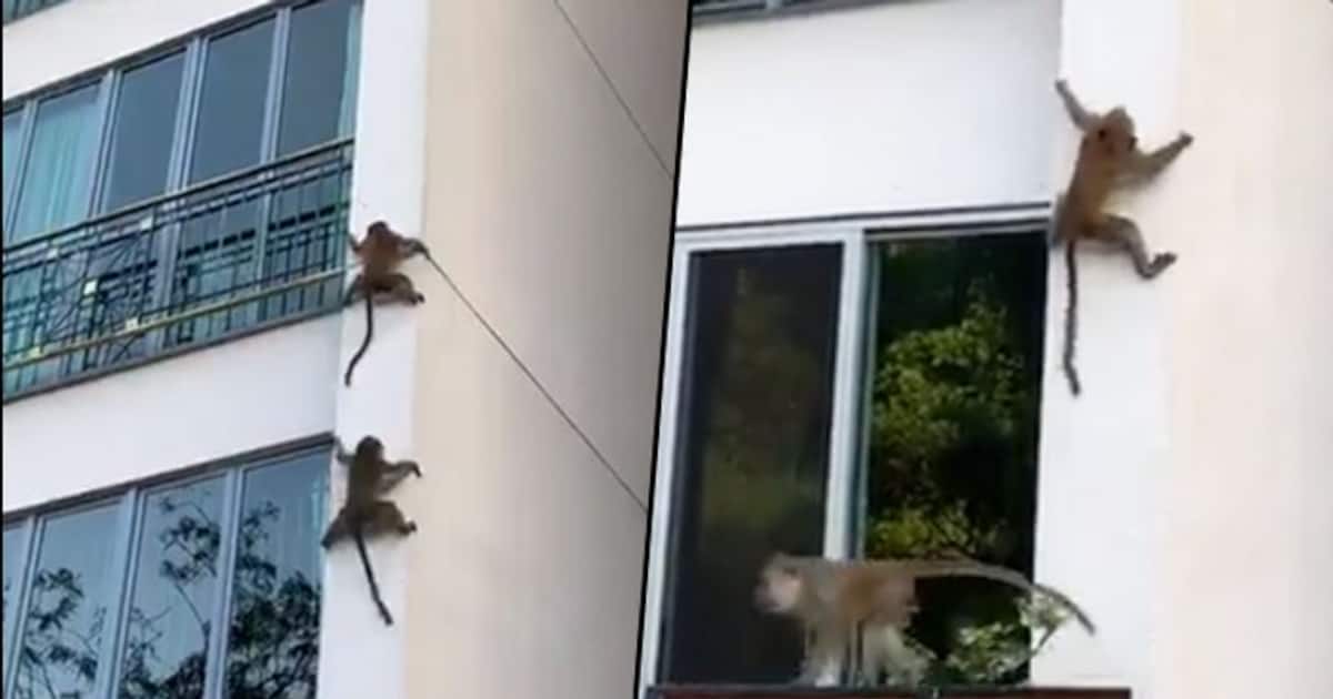 Monkeys sliding down a building will definitely vanish your Monday ...