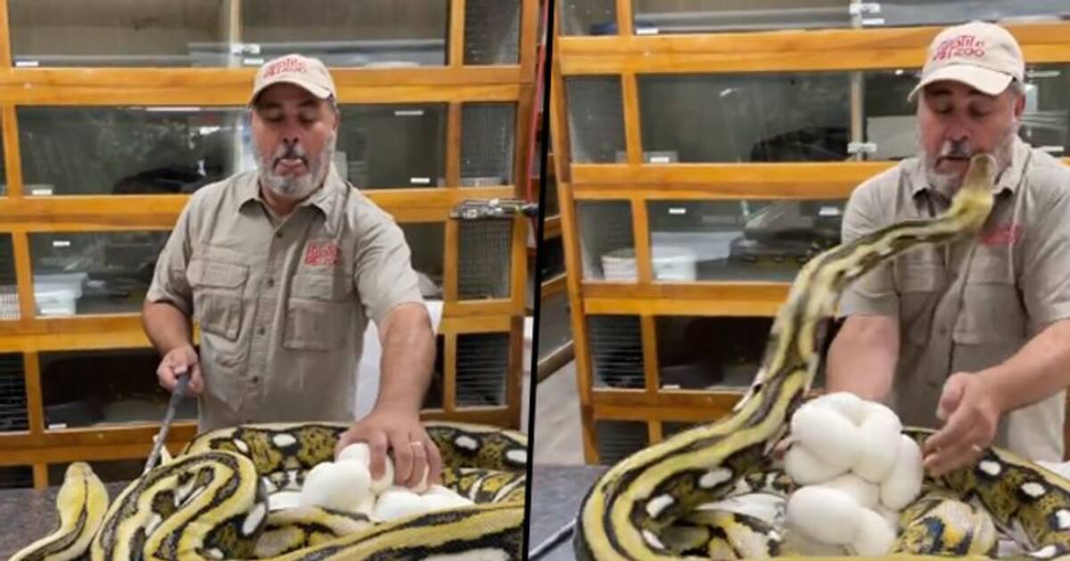 Zookeeper Gets Bitten by Giant Python on the Face; Watch Horrifying ...