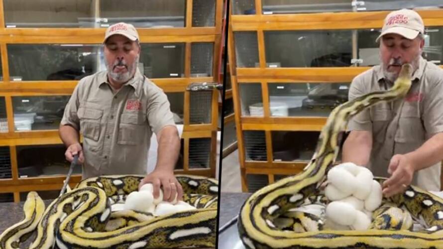 Zookeeper Gets Bitten by Giant Python on the Face; Watch Horrifying ...