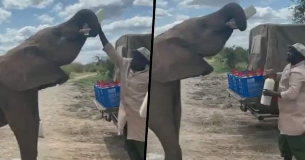 Elephant Drinks Milk From Feeding Bottle; Cute viral video will make ...