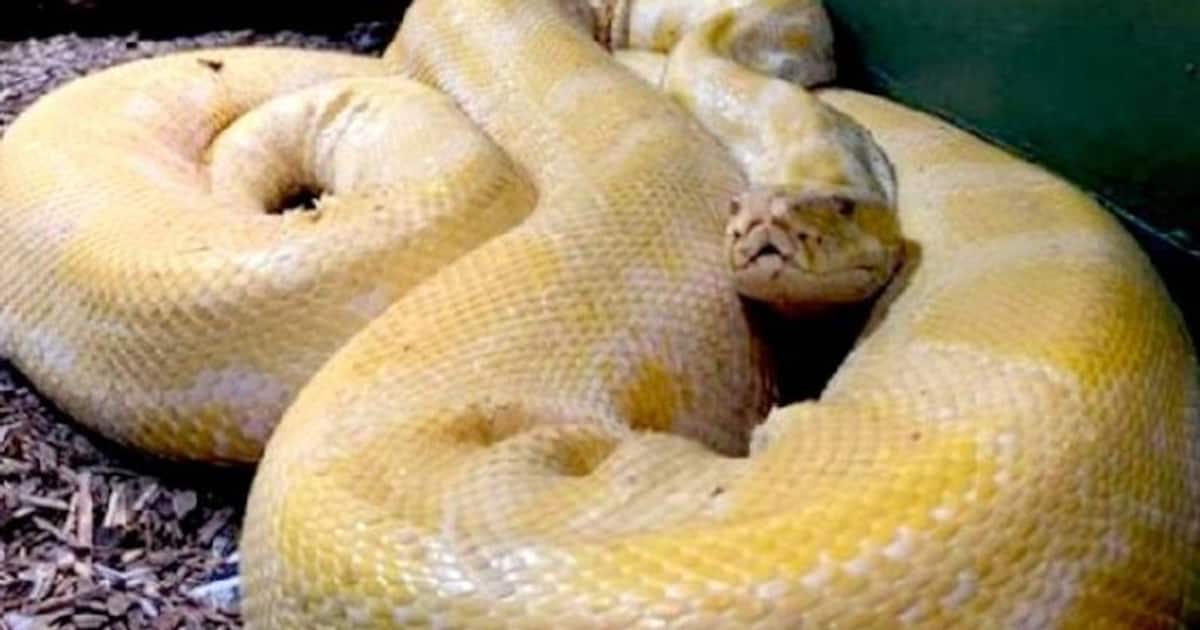 മൃഗശാലയിൽ നിന്നും രക്ഷപ്പെട്ട 12 അടി നീളമുള്ള പെരുമ്പാമ്പിനെ ഷോപ്പിങ് ...