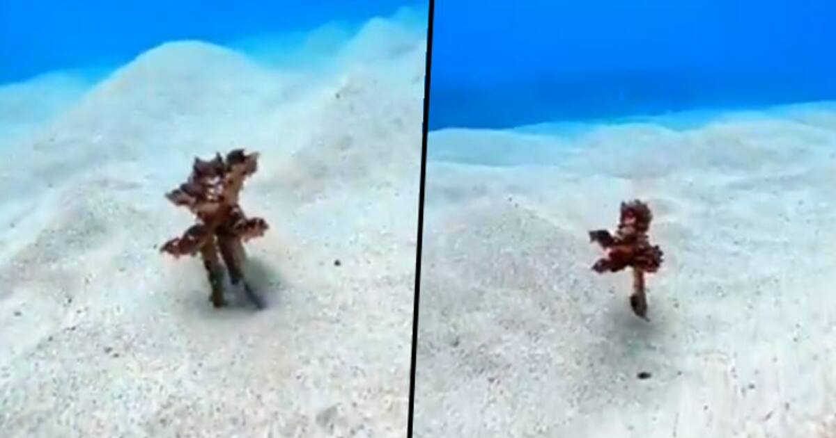Octopus walks underwater using two tentacles; watch mesmerising video