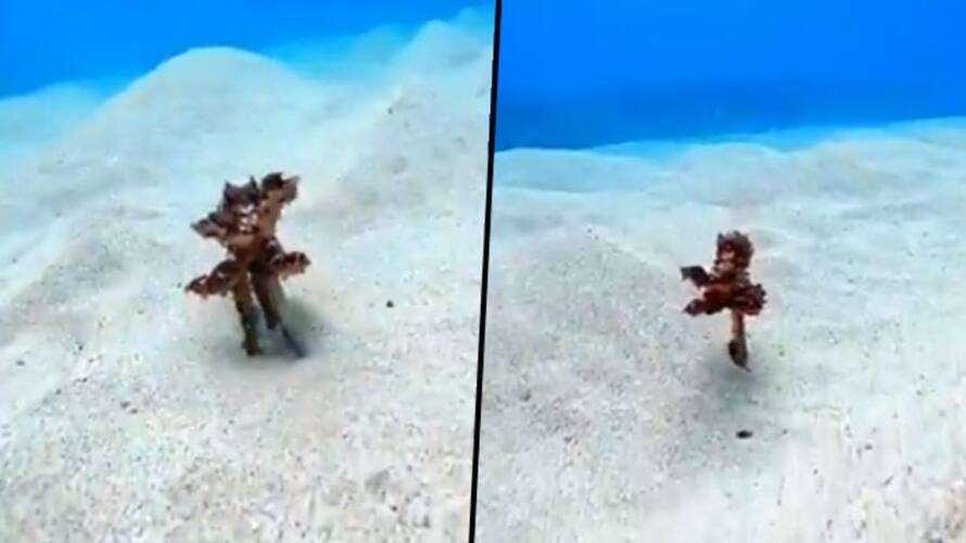 Octopus walks underwater using two tentacles; watch mesmerising video