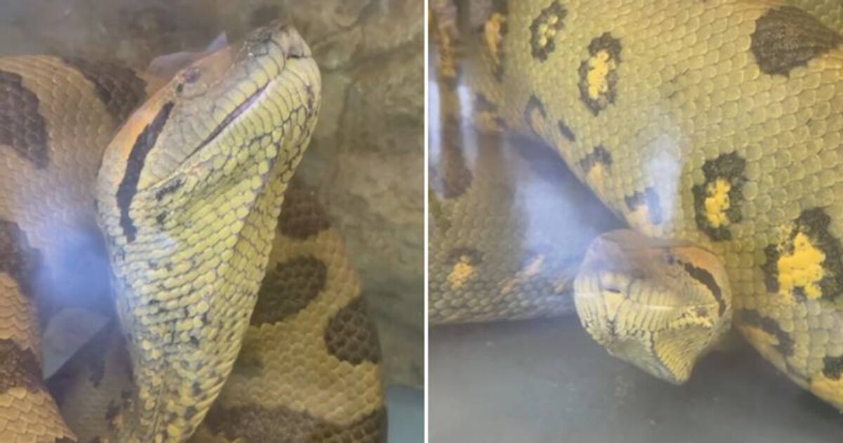 Watch: Giant anaconda enjoys being underwater; viral video garners ...