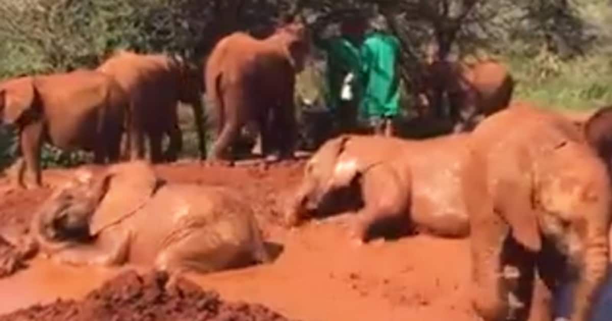 Herd of elephants have fun during mud bath; watch adorable video