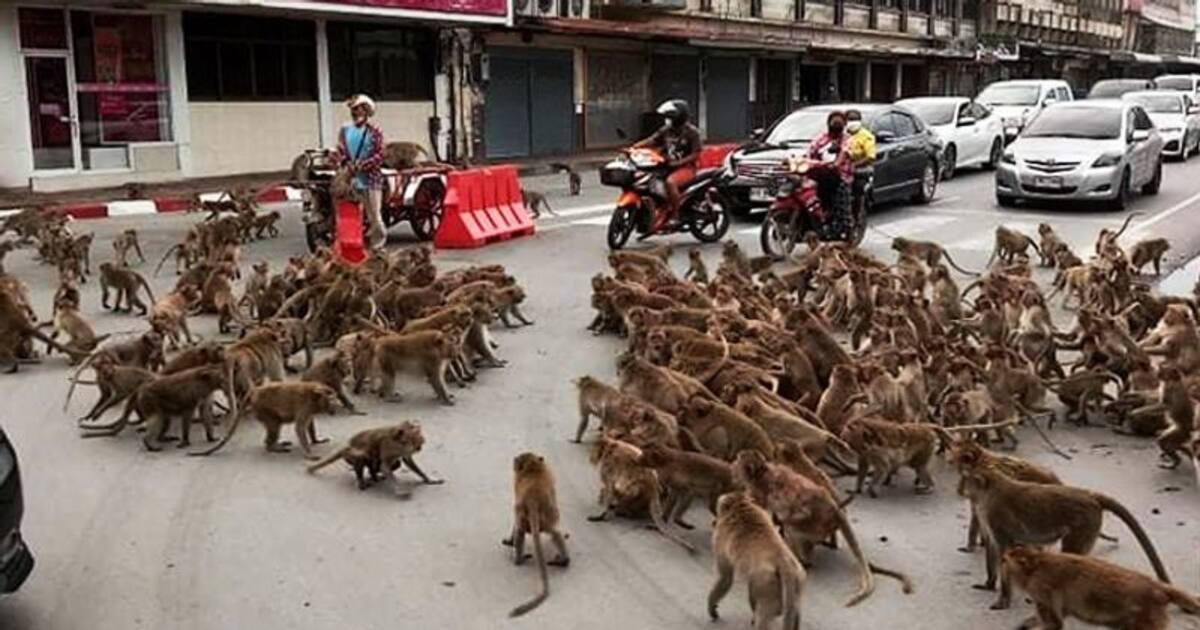 Rival Monkey gangs fight on the road over food; watch viral video