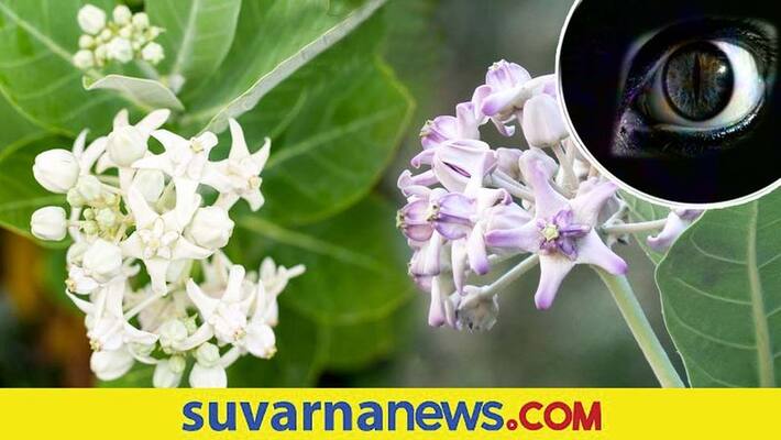 ಈ ಗಿಡ ನಿಮ್ಮ ಮನೆಯಲ್ಲಿದ್ದರೆ ಎಲ್ಲಾ ವಾಸ್ತು ದೋಷ ದೂರ! | Grow Ekka plant in ...