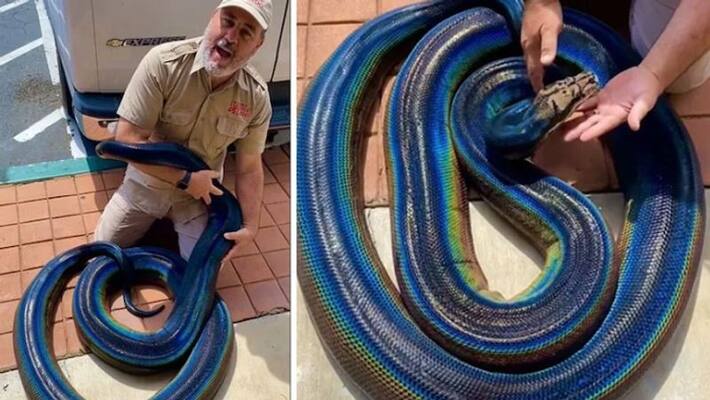 ഇതാണ് മഴവില്‍ അഴകുള്ള പെരുമ്പാമ്പ്‌; വീഡിയോ കണ്ടത് 20 ദശലക്ഷം പേര് ...