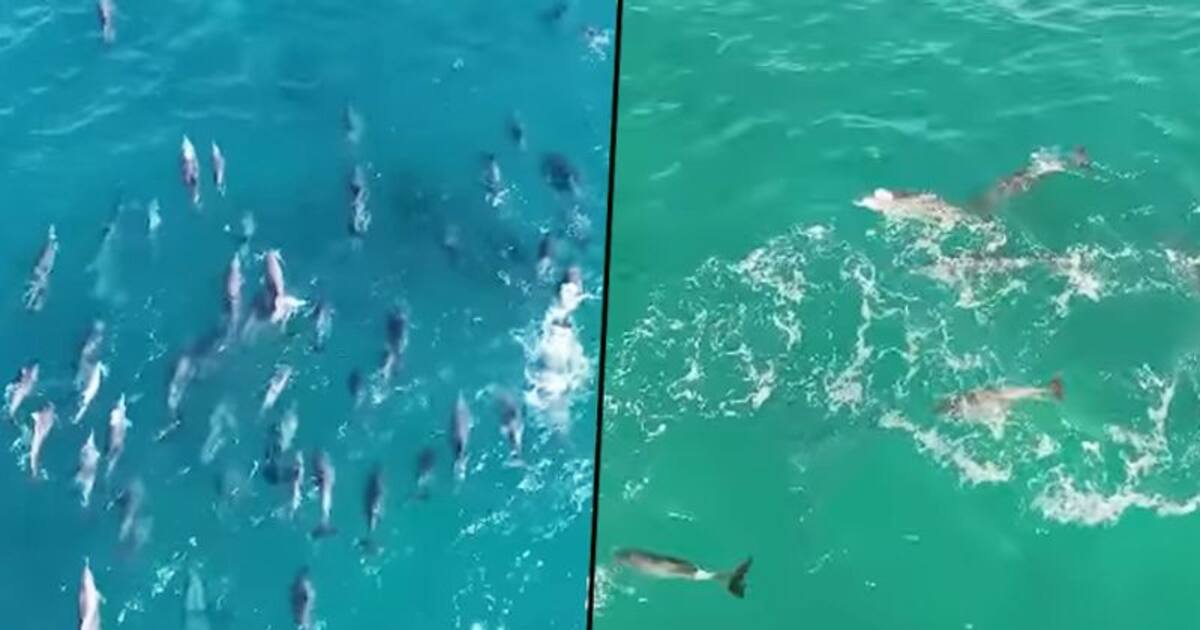 Large pod of dolphins glide through waves in Sydney; watch incredible video