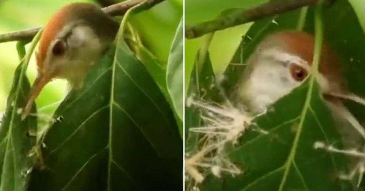 Rare video of tailorbird weaving its nest goes viral; leaves netizens ...