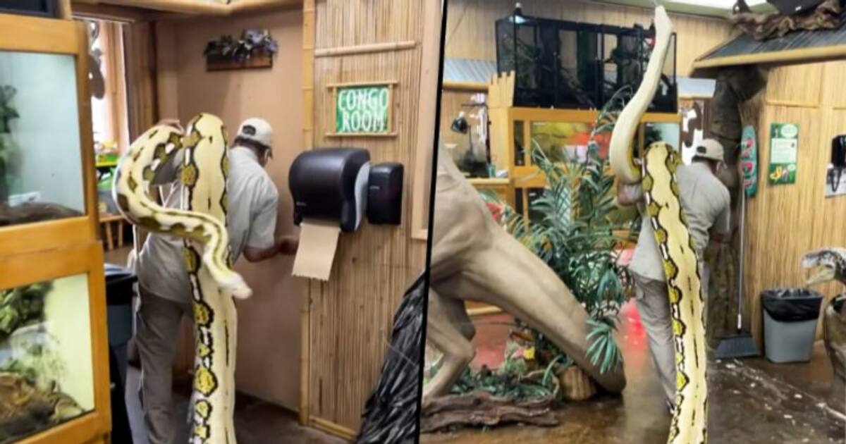 Shocking: Man moves 22-foot long snake on his shoulder; want to try ...