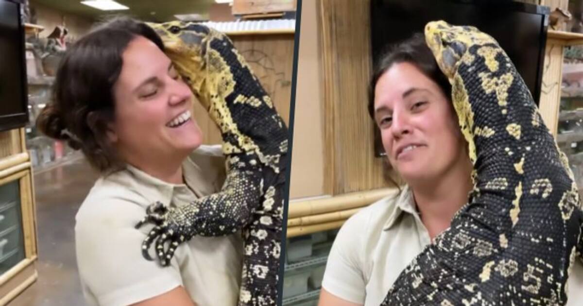 Woman playing with monitor lizard stunned netizens; watch video