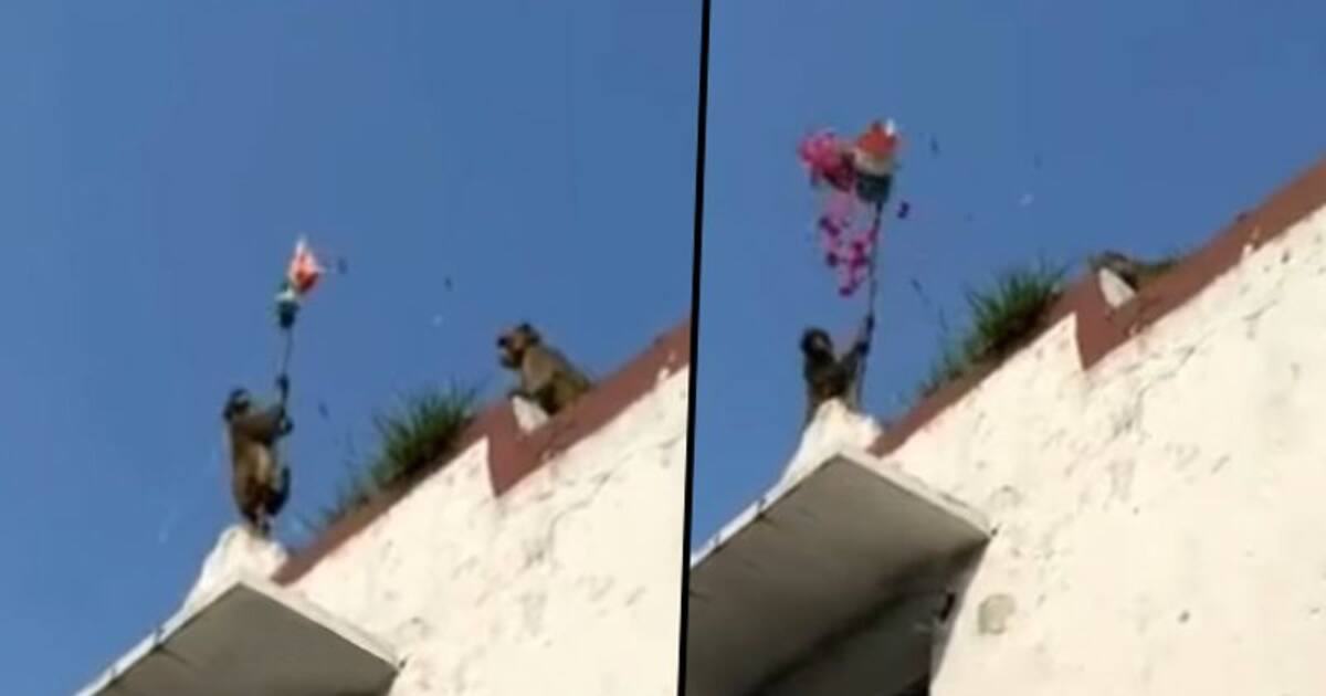 Monkeys hoist the tricolour on Independence day; watch viral video
