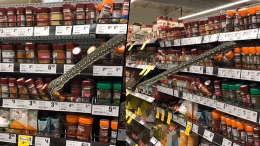 Supermarket customer finds 10-foot diamond python while shopping; watch ...