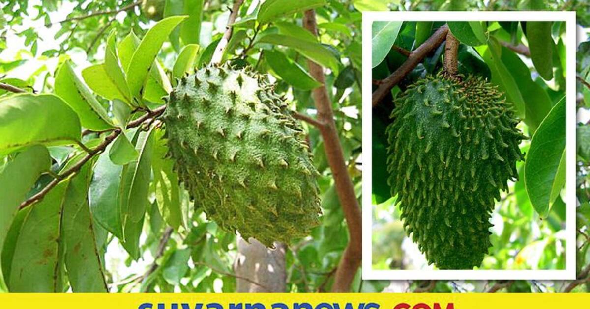 ಆರೋಗ್ಯಕ್ಕೆ ಪ್ರಯೋಜನಕಾರಿ ಈ ಹನುಮಾನ್ ಹಣ್ಣು, ಇದ್ಯಾವುದು ಅಪರೂಪದ ಫಲ? | Health ...