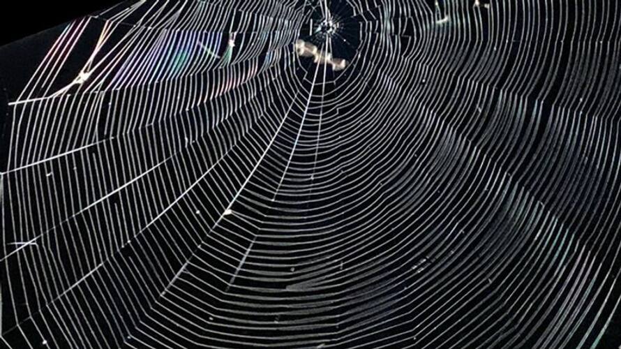Watch spider building its web; phenomenal video goes viral