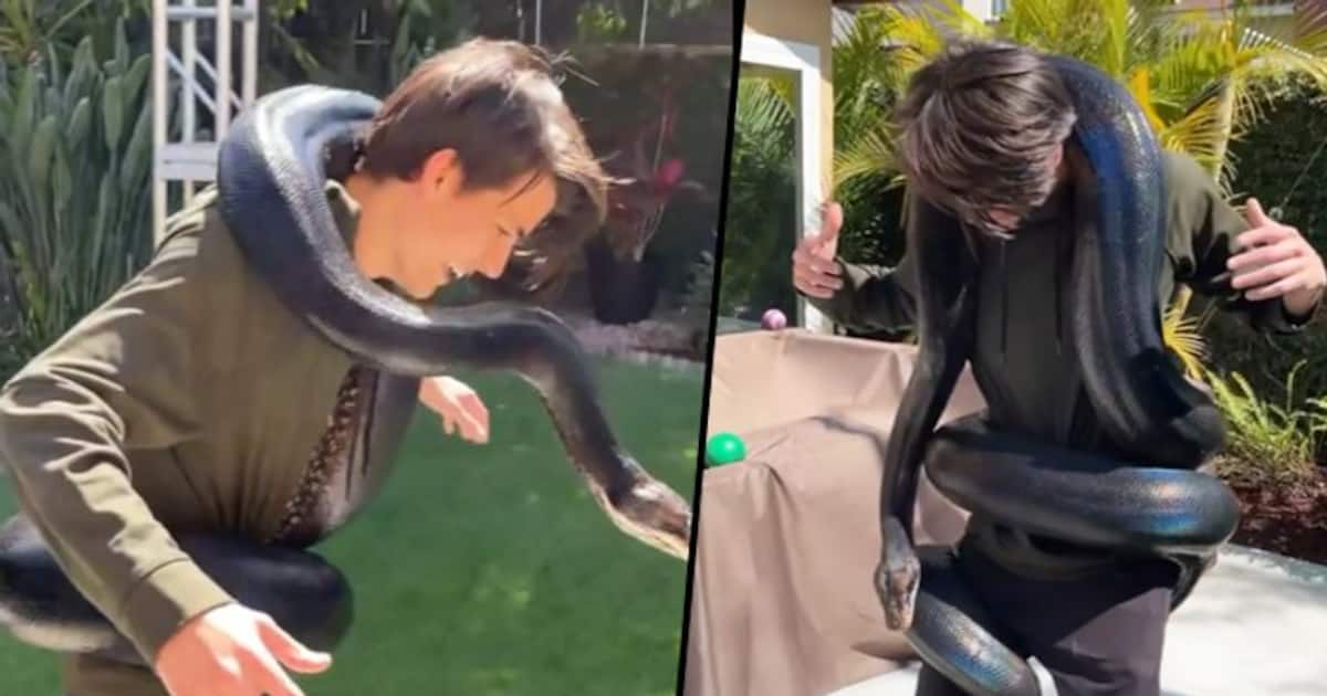 Viral video: Man walks with giant colourful snake rolled around him