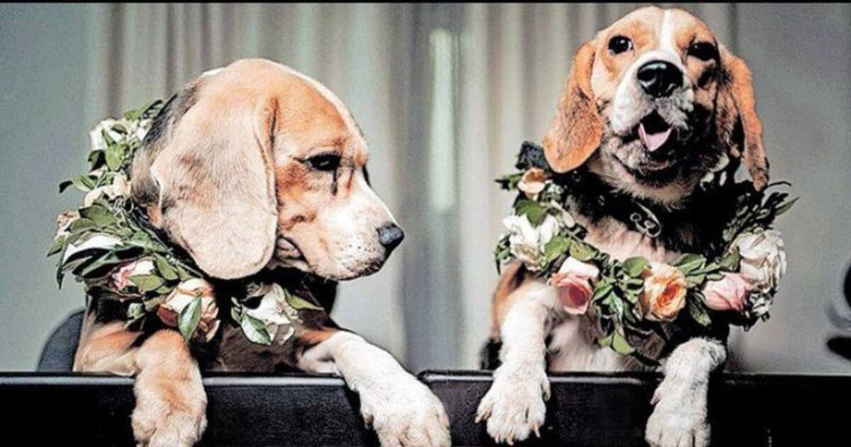 കോടി ഉടുത്ത്, ഹാരമണിഞ്ഞ് വരനും വധുവും; കന്നിമാസത്തിലെ ശുഭമൂഹൂർത്തത്തി ...