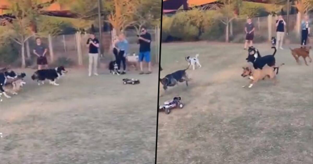 Dogs chasing a remote-controlled car amazed netizens; watch video