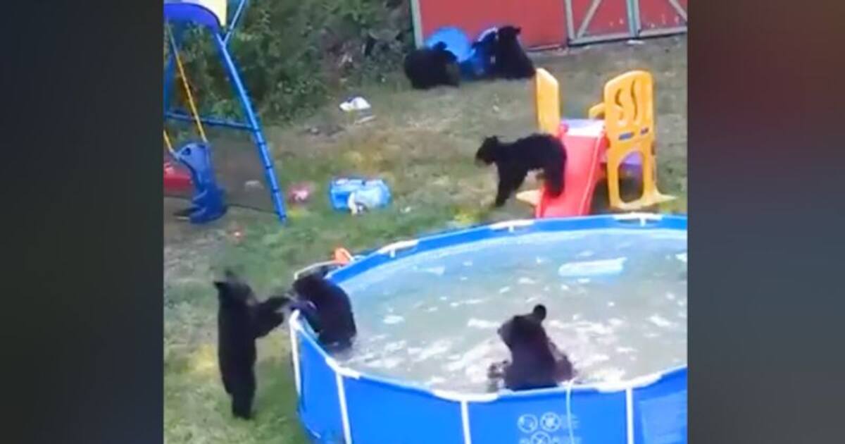 Bear Cubs Enjoying Pool Party Is The Most Adorable Video You Will See On Internet Today