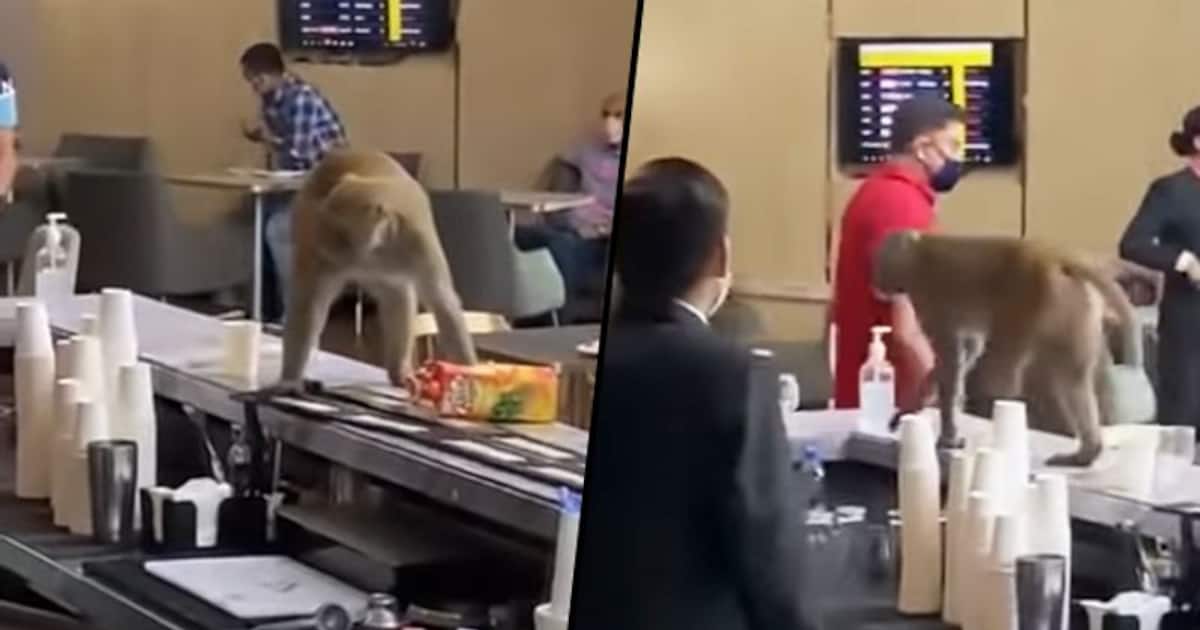 Monkey enters VIP lounge of IGI Airport; find out what happens next
