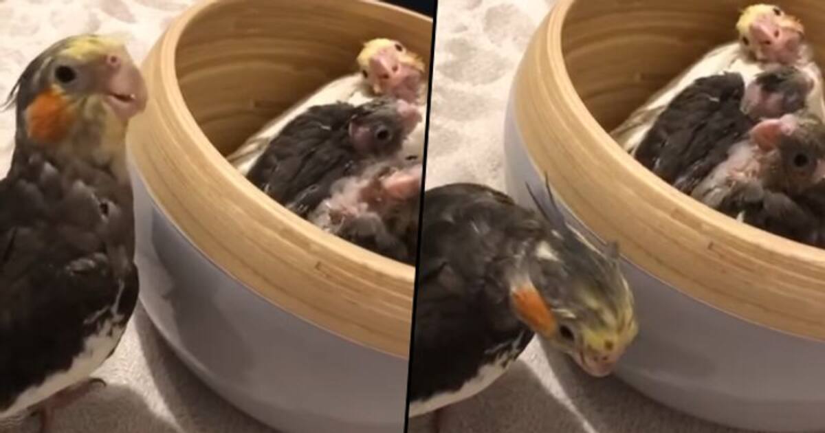 Watch: Parrot plays peekaboo with baby birds; video goes viral