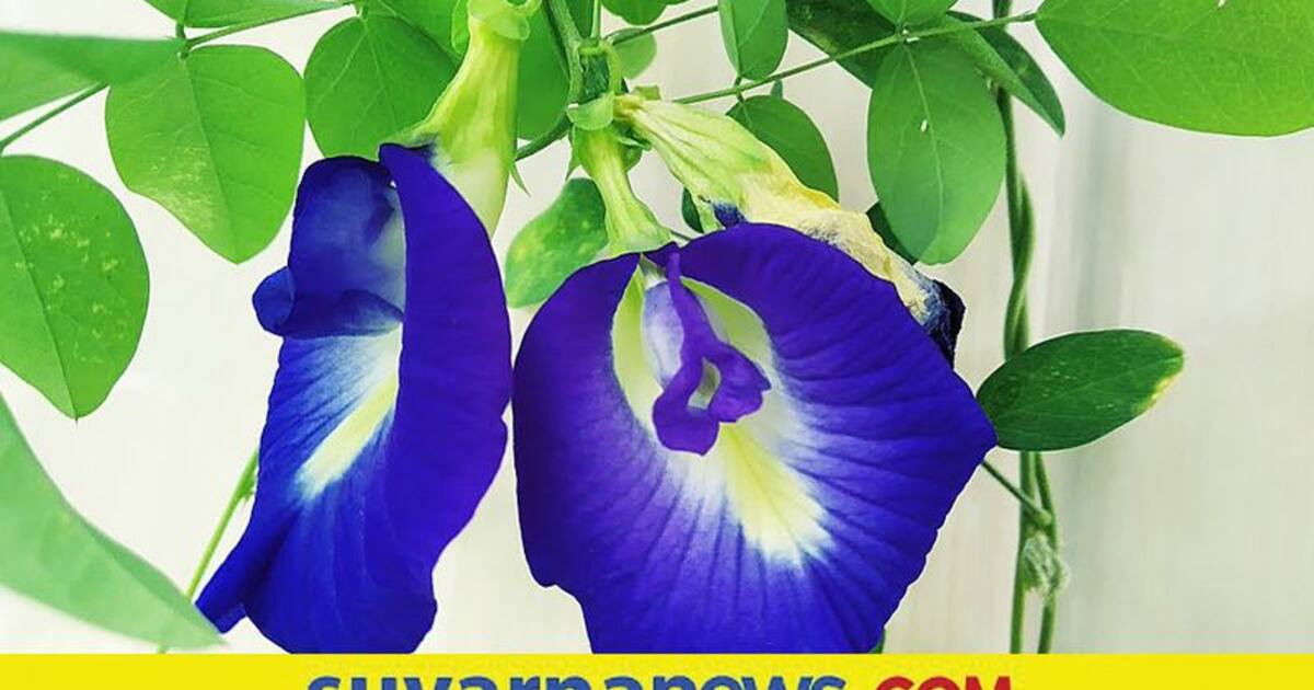 ದೇವರ ಪ್ರಿಯ ಶಂಖ ಪುಷ್ಫದಲ್ಲಿದೆ ಹಲವು ಪ್ರಯೋಜನ | Shankapushpa health benefits