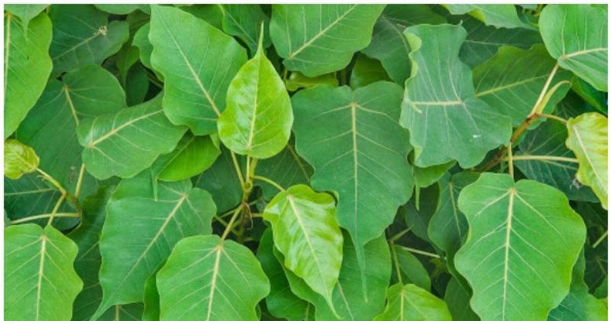 రావి ఆకుపై పేరు రాస్తే ఆ వ్యక్తిని వశీకరణ చెయ్యొచ్చా.. అసలు నిజాలు ...