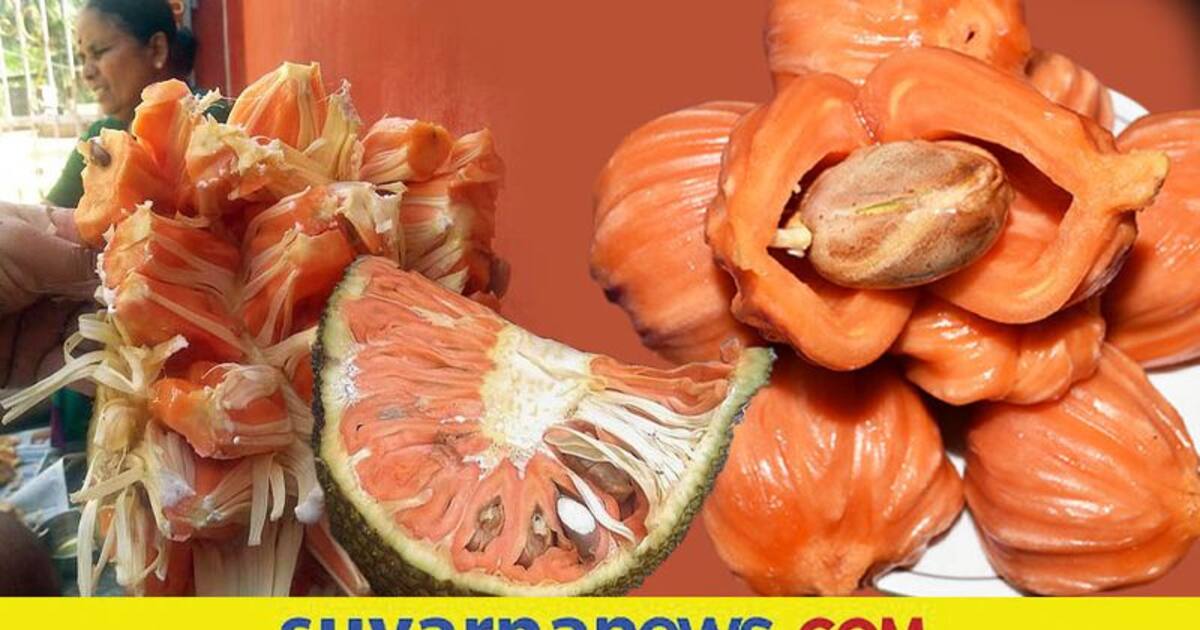 ತುಮಕೂರಿನ ಪ್ರಸಿದ್ಧ ‘ಸಿದ್ದು’ ಹಲಸಿಗೆ ಕರಾವಳಿಯಲ್ಲಿ ಕಸಿ..! | Transplantation ...